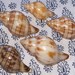 Banded Tulip Seashells - Sanibel Island - Bundle of 5 - Etsy