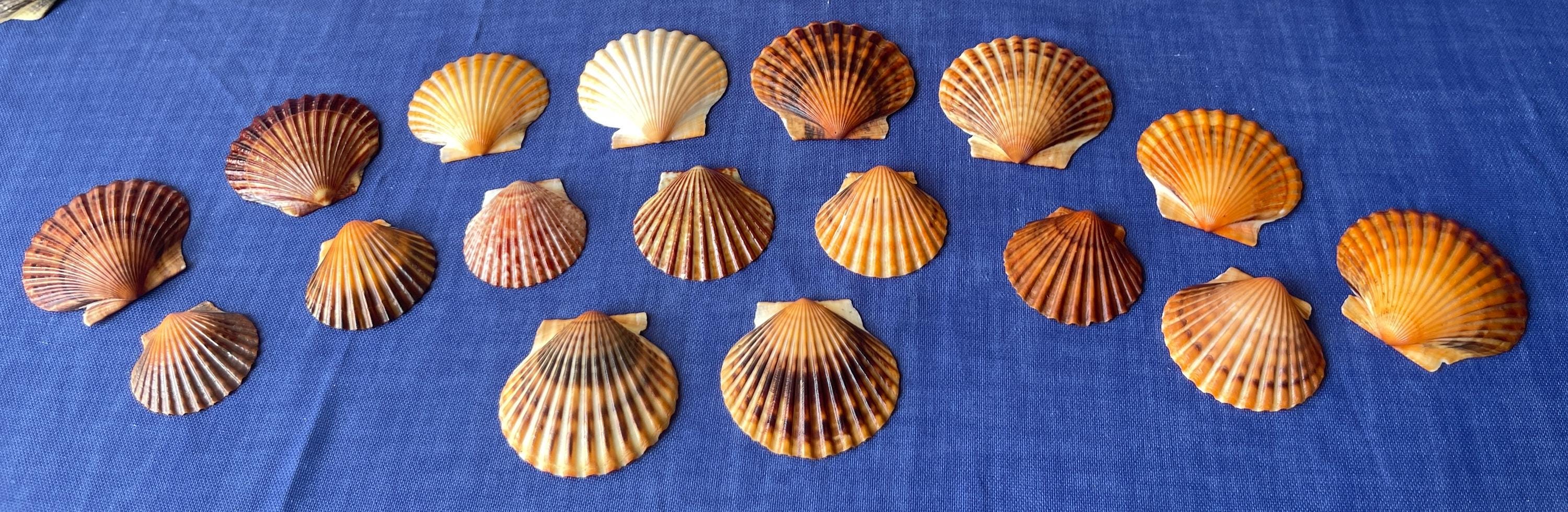 Shelter Island Seashells - Etsy