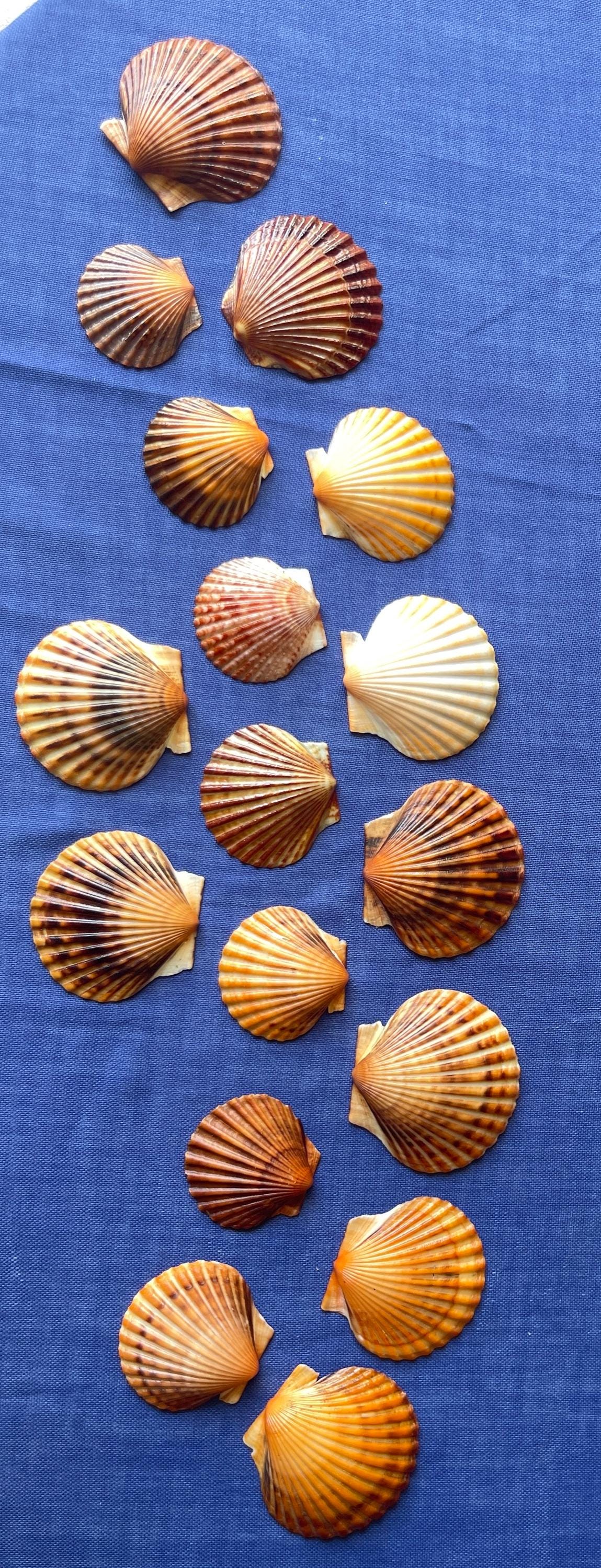 Shelter Island Seashells - Etsy