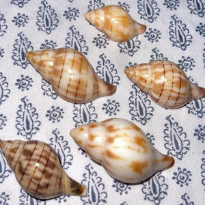 Banded Tulip Seashells - Sanibel Island - Etsy