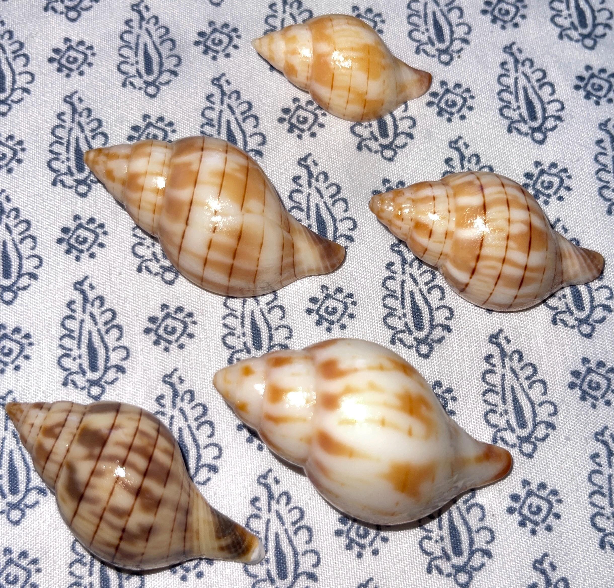 Banded Tulip Seashells - Sanibel Island - Etsy