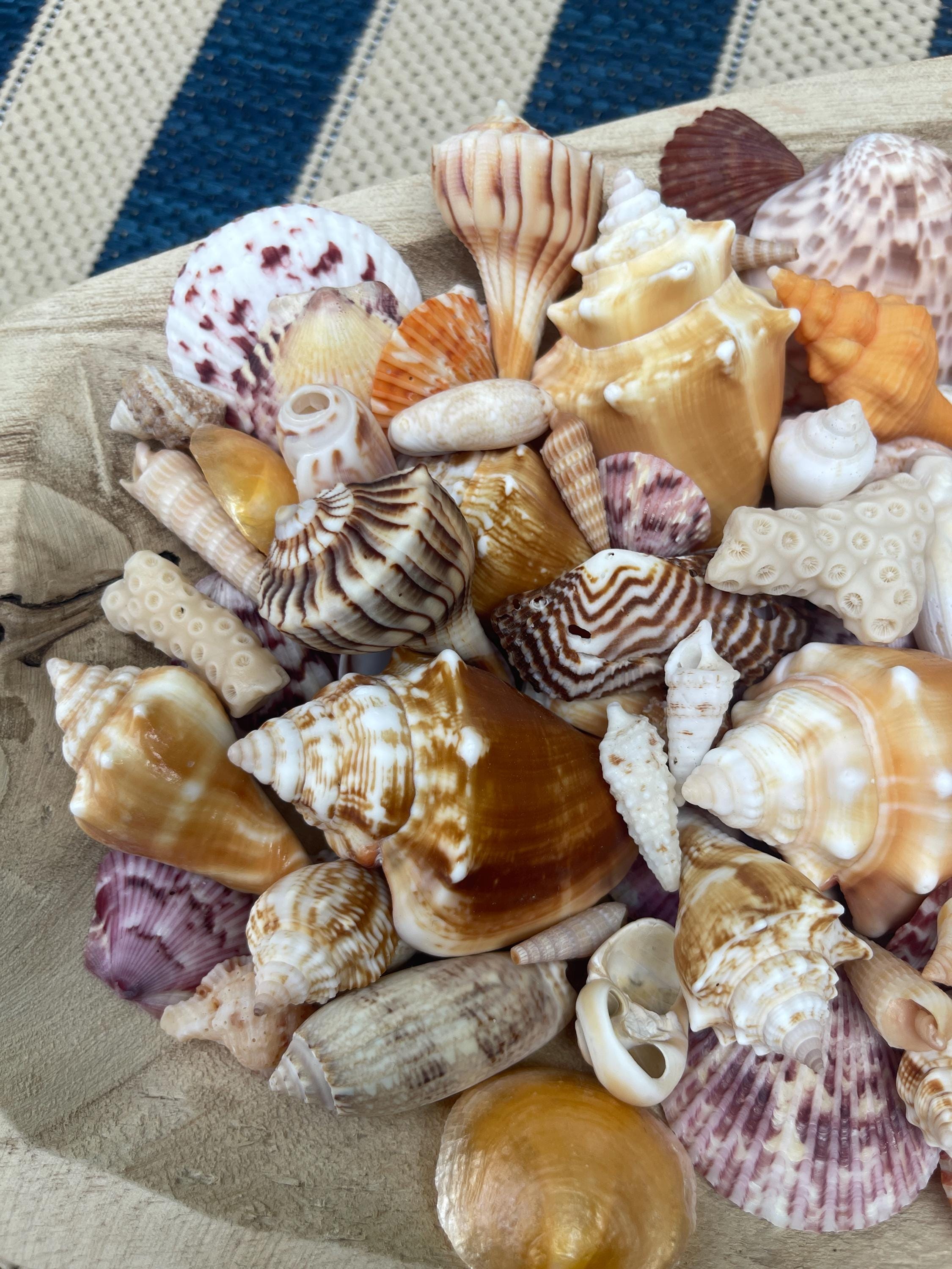 Assorted, Authentic,hand-picked Gulf Coast Seashells - Etsy