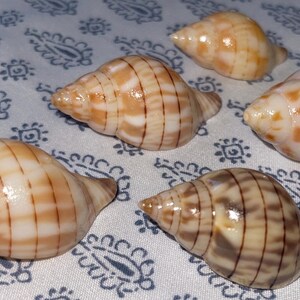 Banded Tulip Seashells - Sanibel Island - Etsy