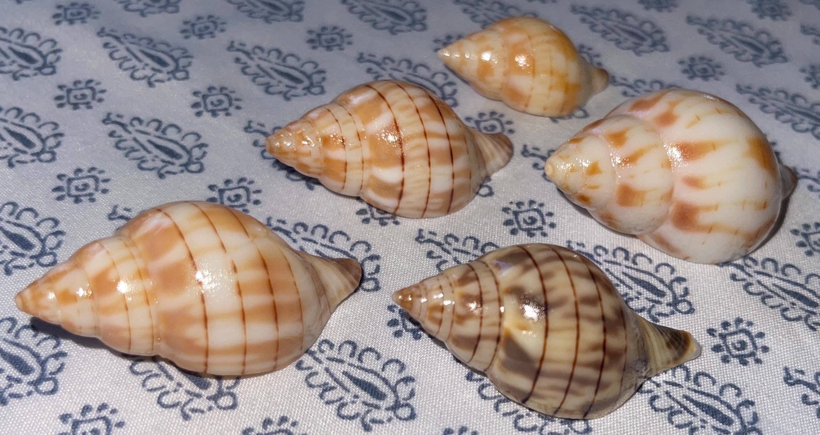 Banded Tulip Seashells - Sanibel Island - Etsy