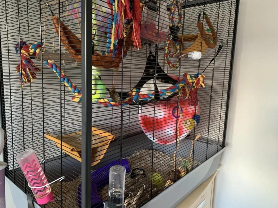 16" Slim Cage Mounted Rat Hedgehog Degu Chinchilla Gerbil Running ...