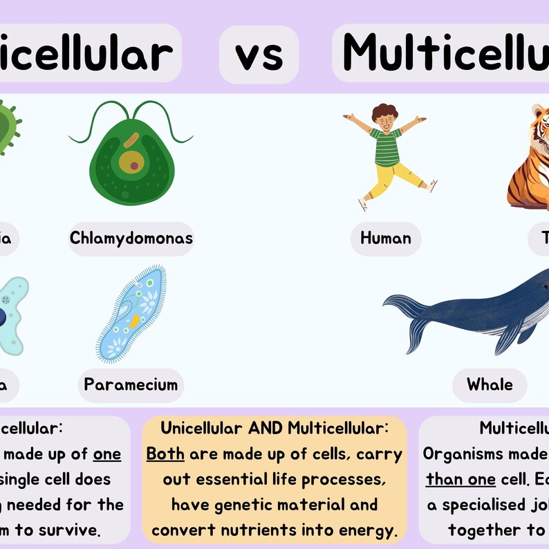 KS3 Organisms Science Poster Pack - Levels of Organisation, Animal ...