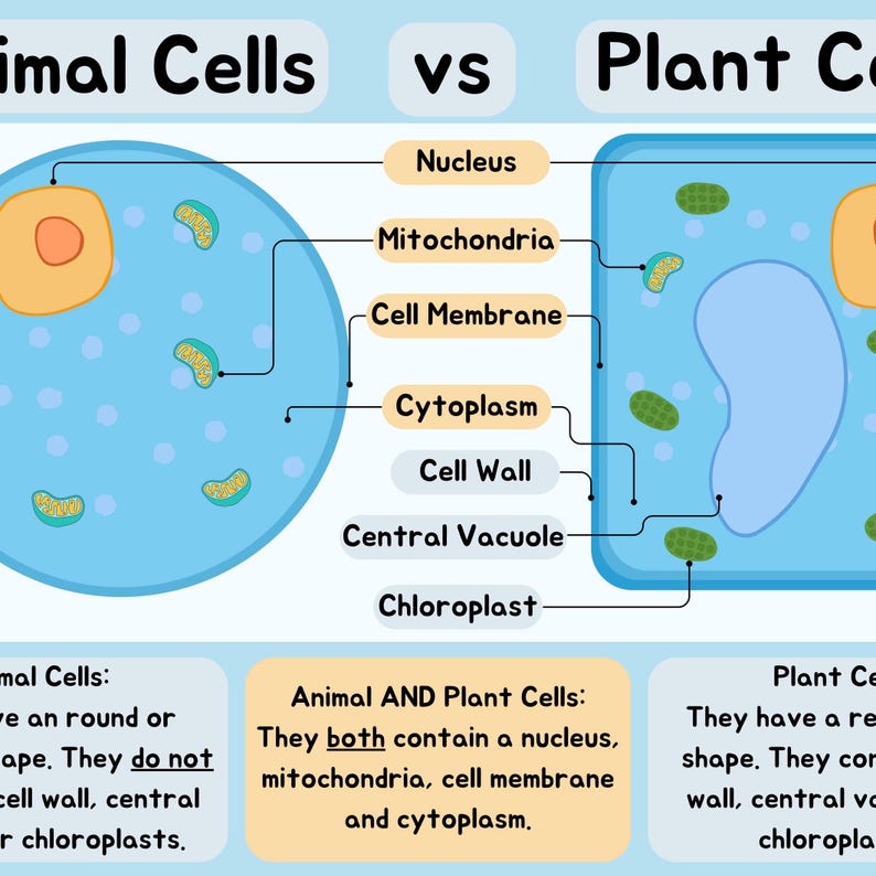 KS3 Organisms Science Poster Pack - Levels of Organisation, Animal ...