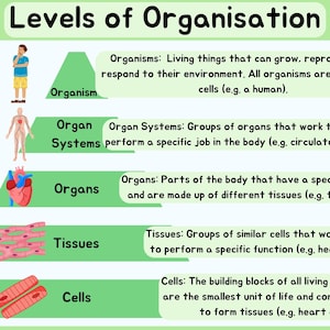 KS3 Organisms Science Poster Pack - Levels of Organisation, Animal ...