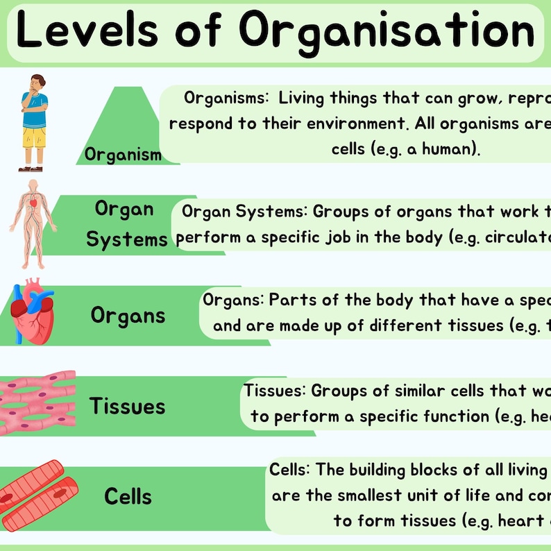 KS3 Organisms Science Poster Pack - Levels of Organisation, Animal ...