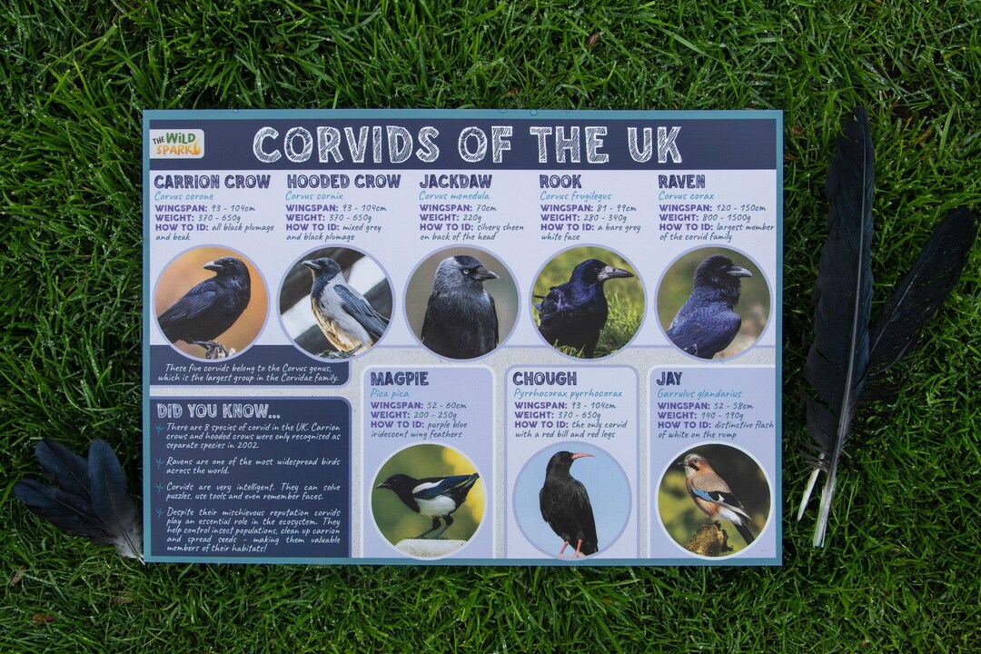 Corvids of the UK Poster - Etsy