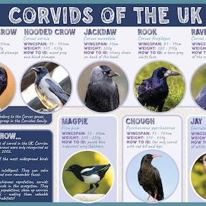 Corvids of the UK Poster - Etsy