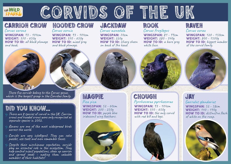 Corvids of the UK Poster - Etsy