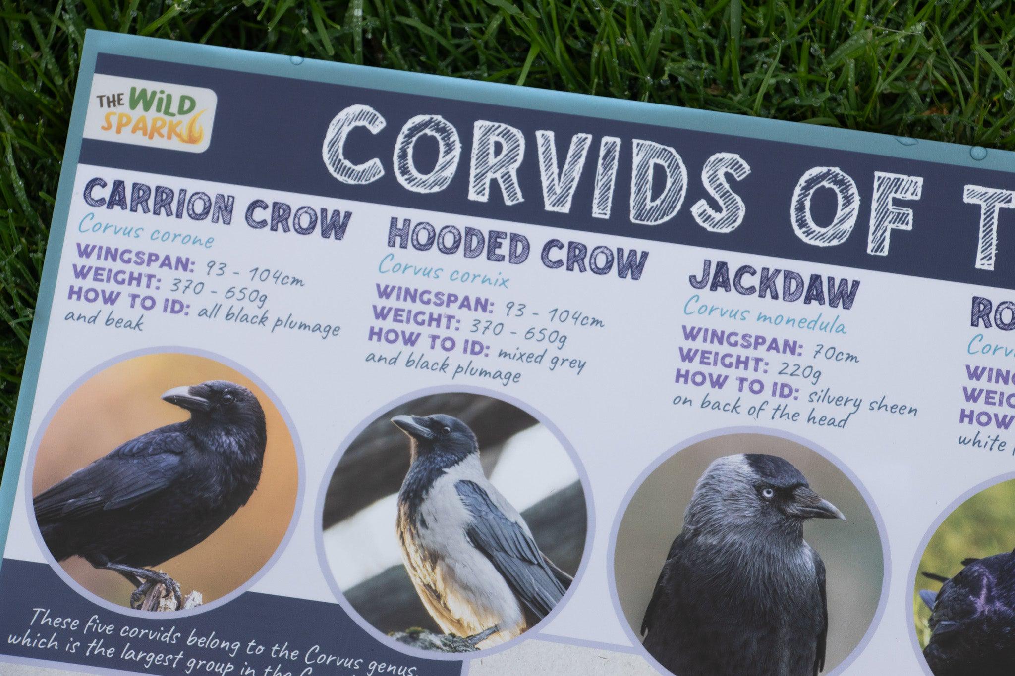 Corvids of the UK Poster - Etsy