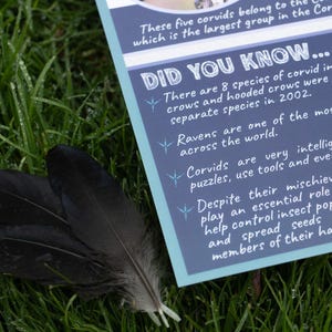 Corvids of the UK Poster - Etsy