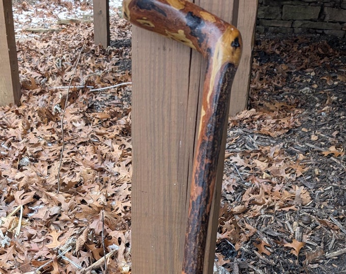 Plain Walking Cane, Natural Root Cane in Persimmon, 37" Tall - Etsy
