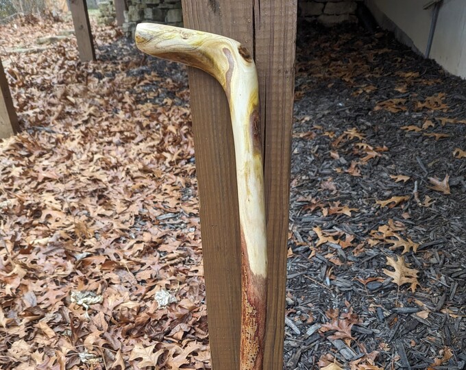 Tall Cane Natural Root Cane, Wooden Canes 37 Tall, Sumac - Etsy