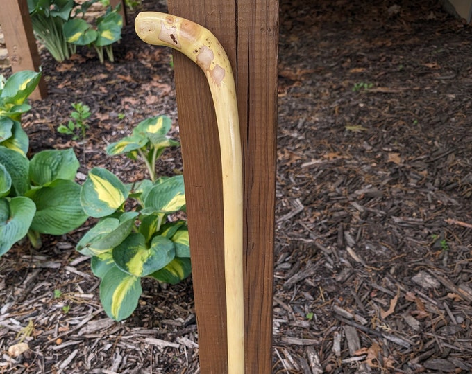 Plain Walking Cane, Natural Root Cane in Elm 37" - Etsy