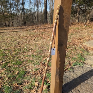 Ultimate Morel Mushroom Hunting Stick With Seven Morel Mushroom ...