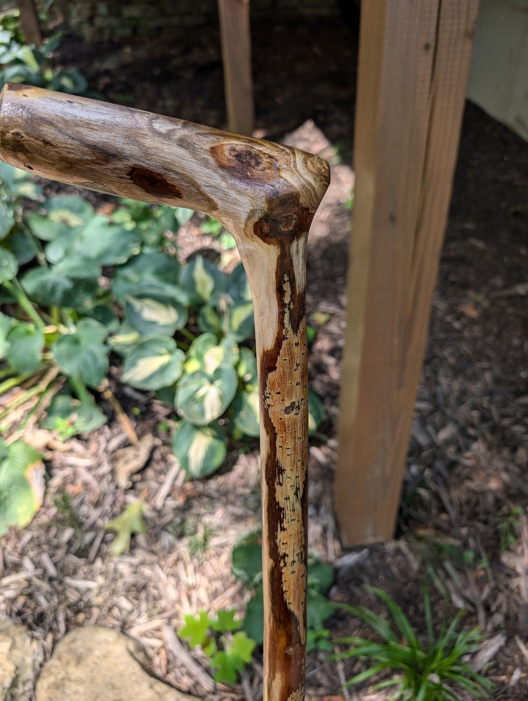 Tall Cane Natural Root Cane, Wooden Canes 38 Tall, Sumac - Etsy