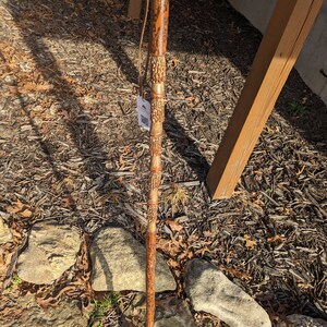 Ultimate Morel Mushroom Hunting Stick With Seven Morel Mushroom ...