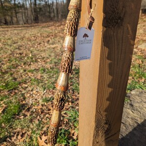 Ultimate Morel Mushroom Hunting Stick With Seven Morel Mushroom ...