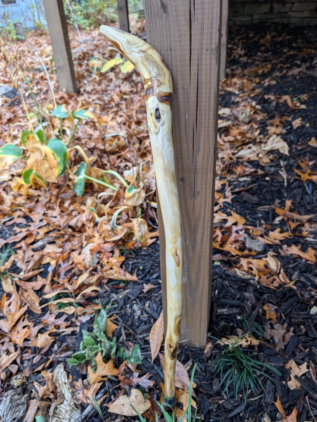 Tall Cane - Natural Root Cane, Wooden Canes - 36" Tall, Sumac - Etsy