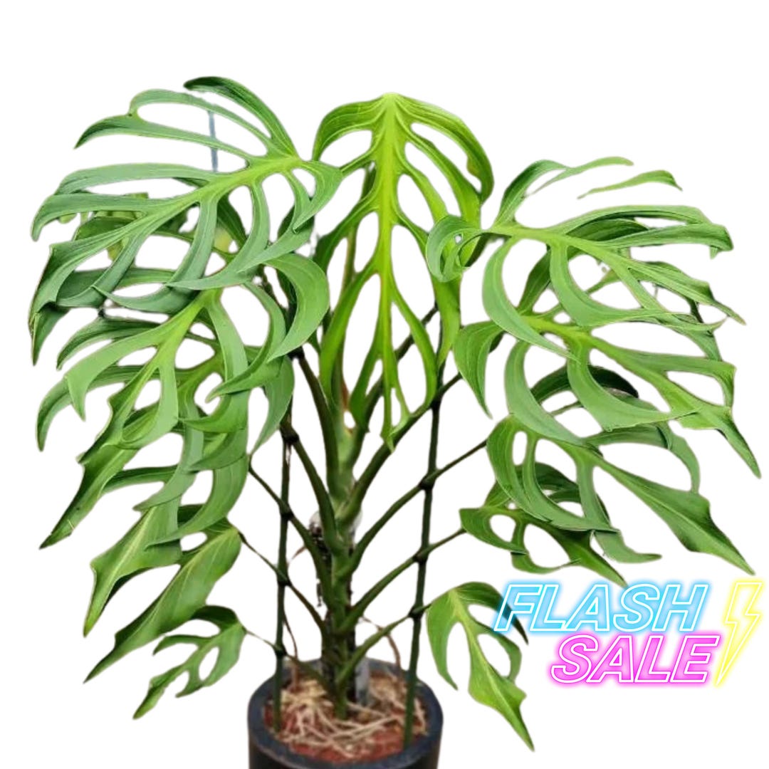 Monstera Burle Marx Flame Live Plant | Monstera Burle Marx Flame Tissue ...