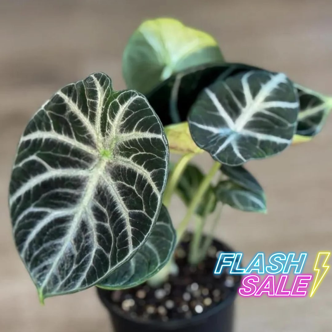 Alocasia Ninja Live Plant | Black Alocasia Ninja Corm Rooted | Indoor ...