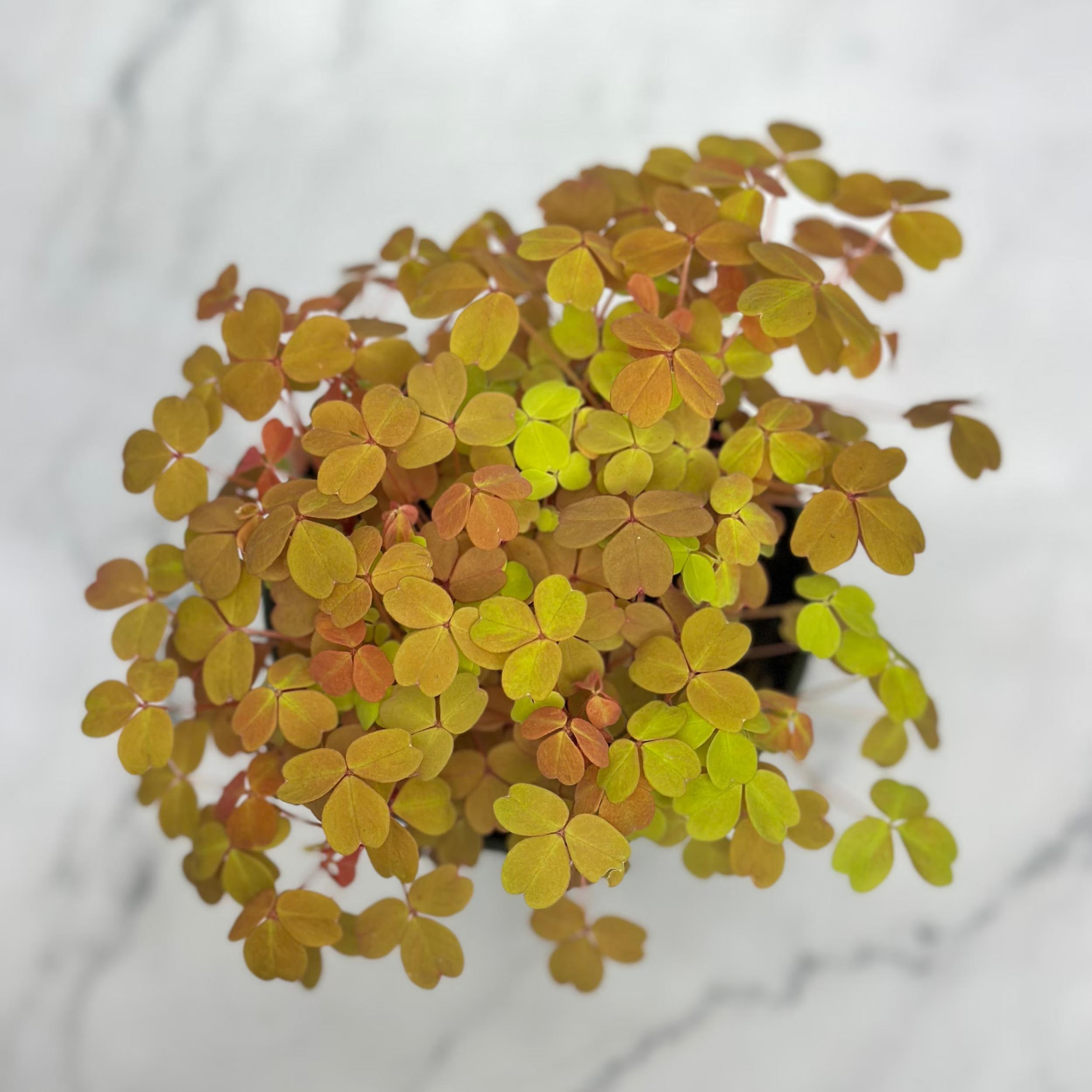 Oxalis Triangularis Live Plant | Purple Shamrock House Plants | Indoor ...