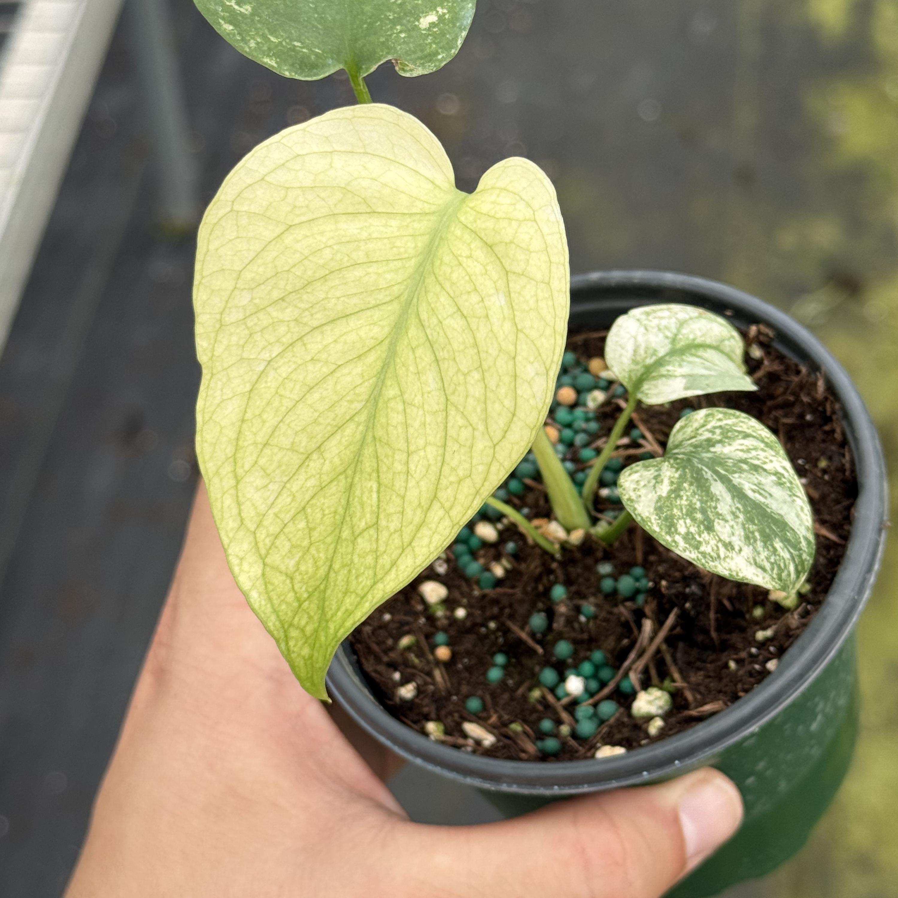 Monstera Mint Variegated House Plant | Rare Monstera Albo Mint Live ...