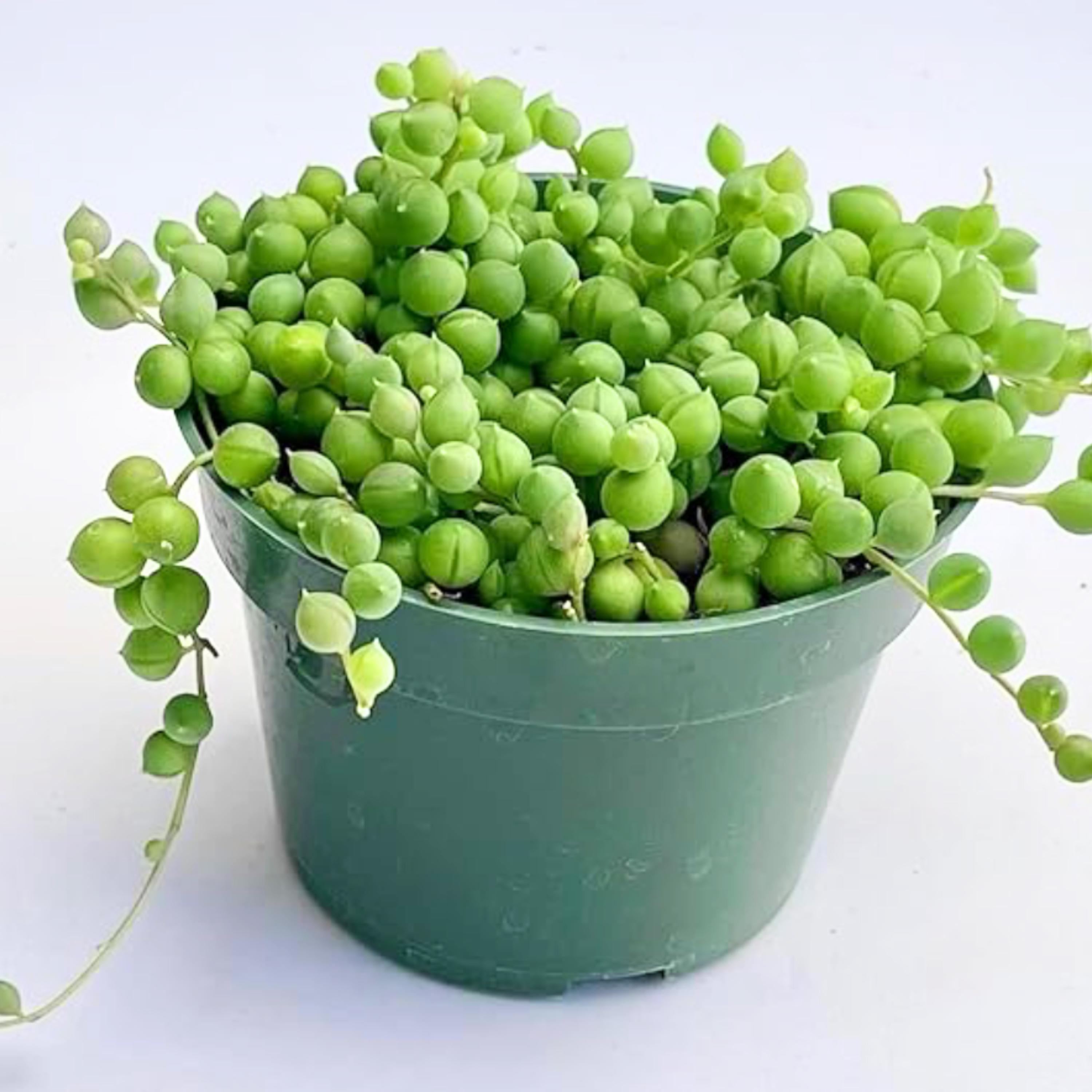 String of Pearls Live Plant | Curio Rowleyanus Starter Plants | Rare ...