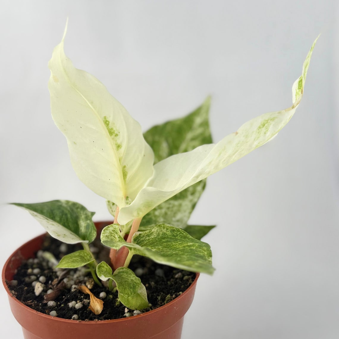 Anthurium Hookeri Variegated Live Plant | Variegata Anthuriums Cutting ...