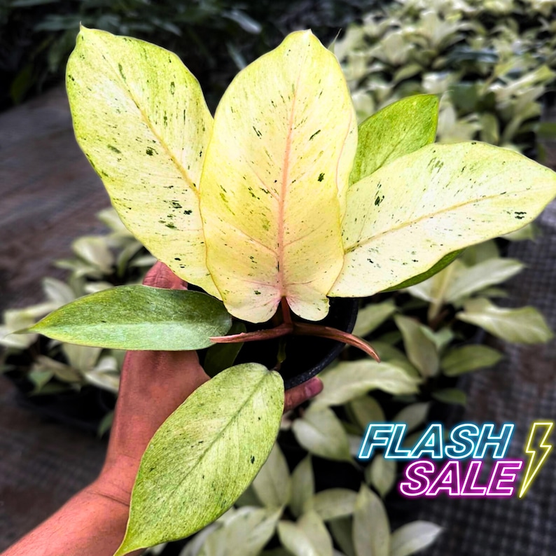 Philodendron Snowdrift House Plant | Variegated Philodendrons Live ...
