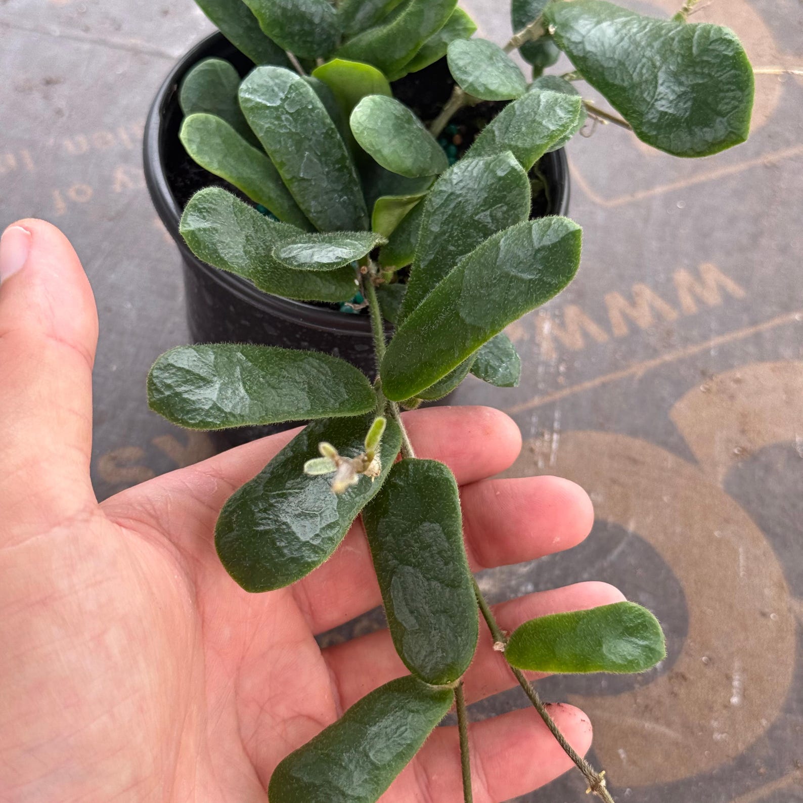 Hoya Rotundiflora Live Plant | Hoya Cuttings House Plants | Indoor ...
