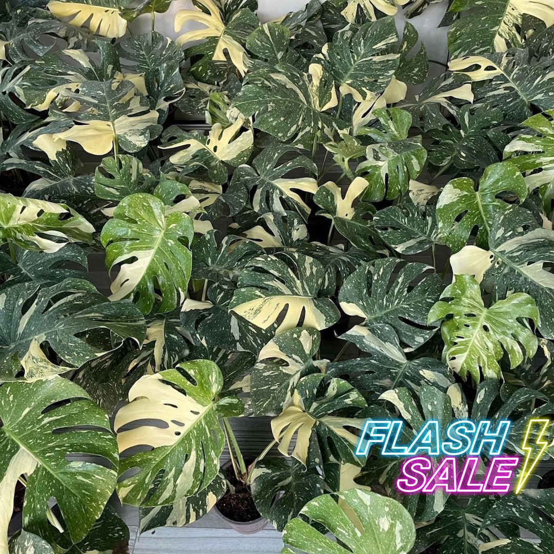 Monstera Thai Constellation Live Plant | Monstera Thai Constellation ...