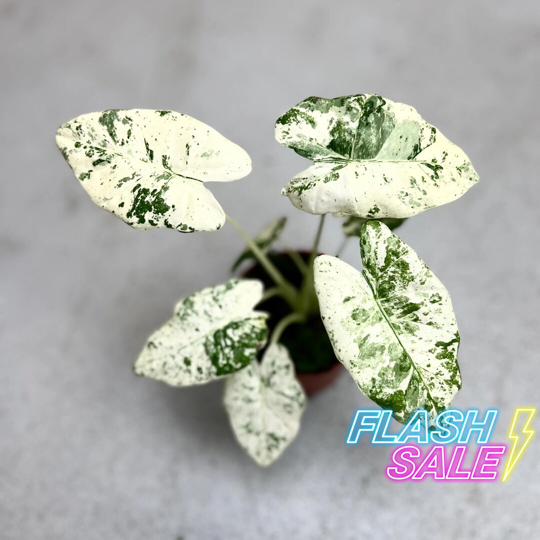 Alocasia Odora Variegated Live Plant Full | Velvet Alocasia Batik Corm ...