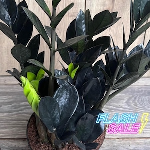 Zz Live Plant Black Queen | Low Light House Plants | Zz Houseplants ...