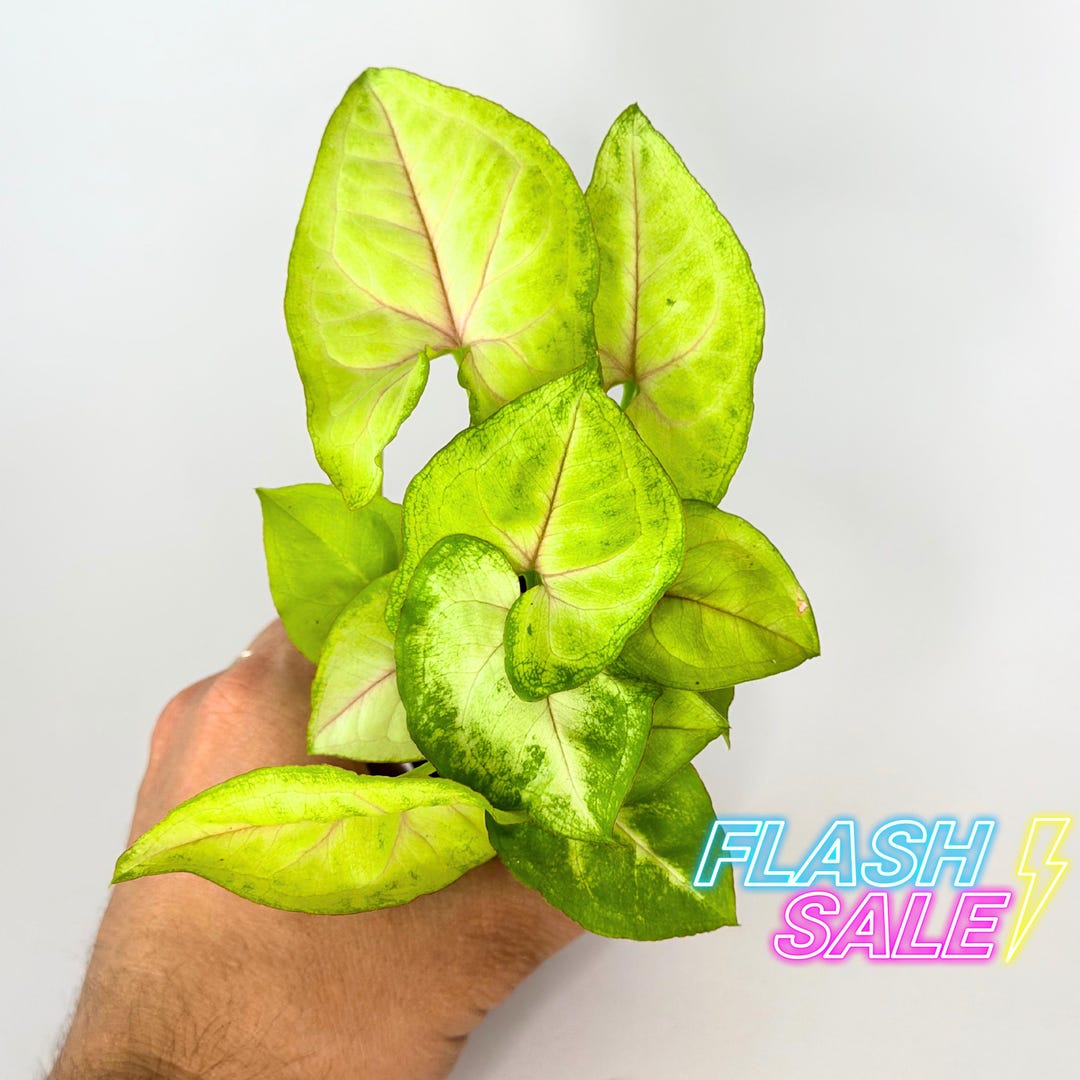 Syngonium Golden Allusion Live Plant | Gold Syngonium Arrowhead House ...