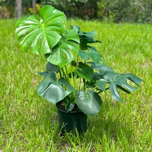 Monstera Deliciosa Live Plant | Monstera Split Leaf Indoor Tropical ...