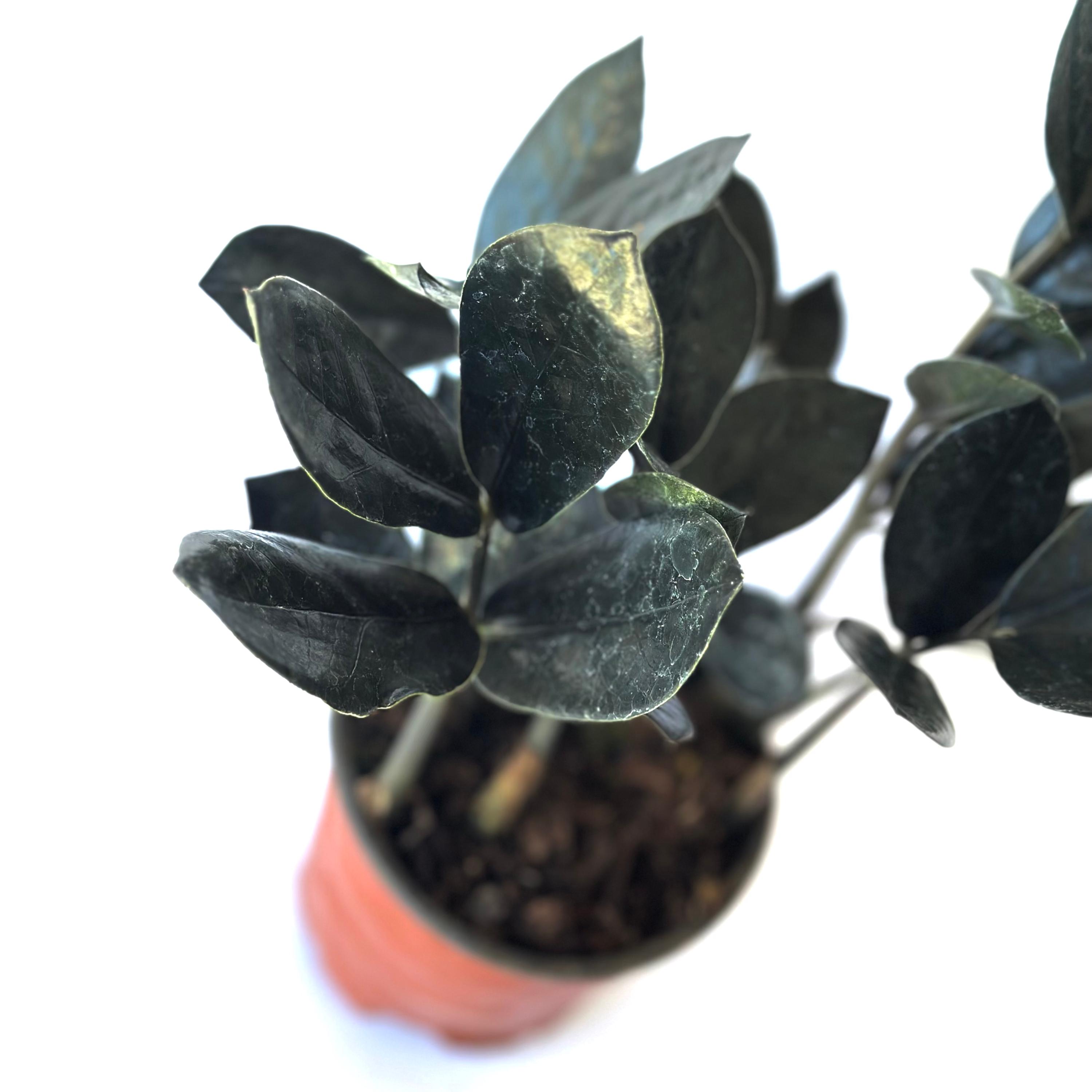 Zz Live Plant Black Queen | Low Light House Plants | Zz Houseplants ...