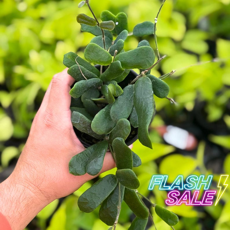 Hoya Rotundiflora Live Plant | Rare Hoya Cuttings House Plants | Indoor ...