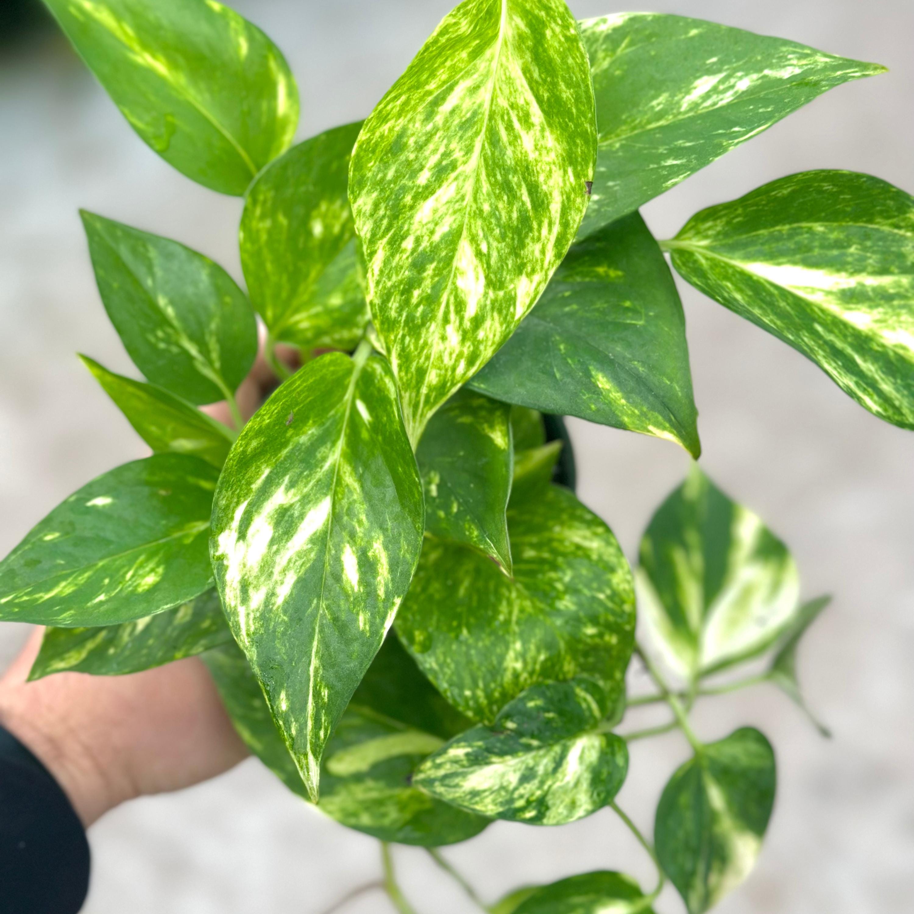 Hawaiian Pothos Live Plant Flash Sale | Epipremnum Hawaiian Pothos ...