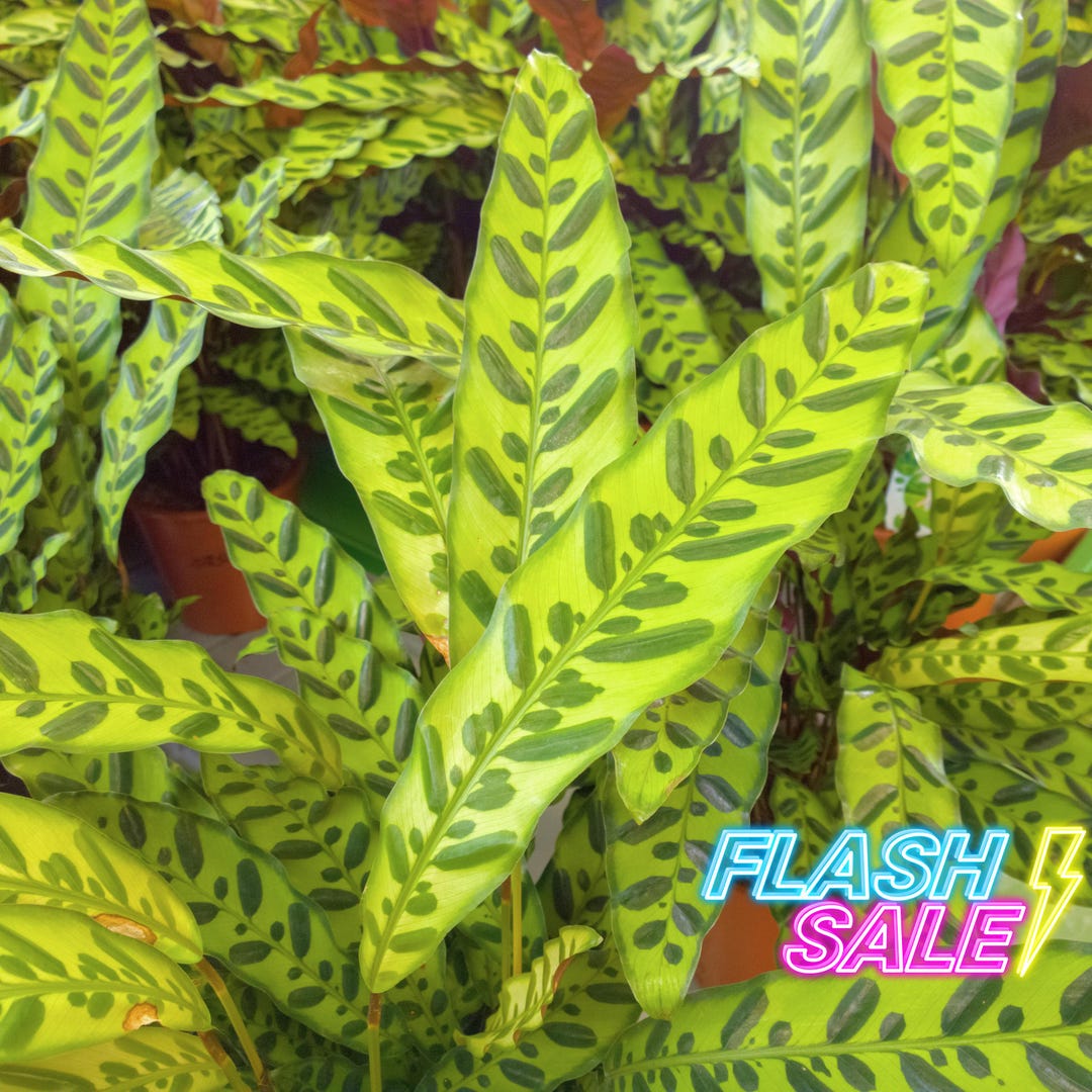 Calathea Lancifolia Rattlesnake Live Plant | Calathea Rattlesnake House ...