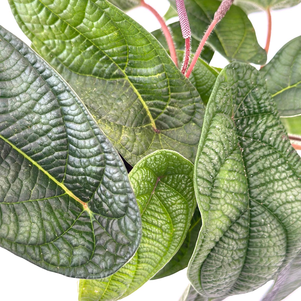 Piper Parmatum Live Plant | Piper Peperomia Pet Safe House Plants ...