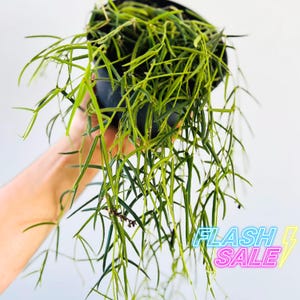 Hoya Linearis Live Plant | Hoya Cuttings Linearis Fully Rooted | Pet ...