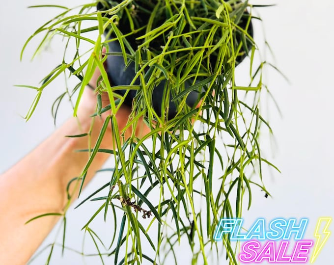 Hoya Linearis Rooted Established Plants, Rare Unique Hoya - Etsy