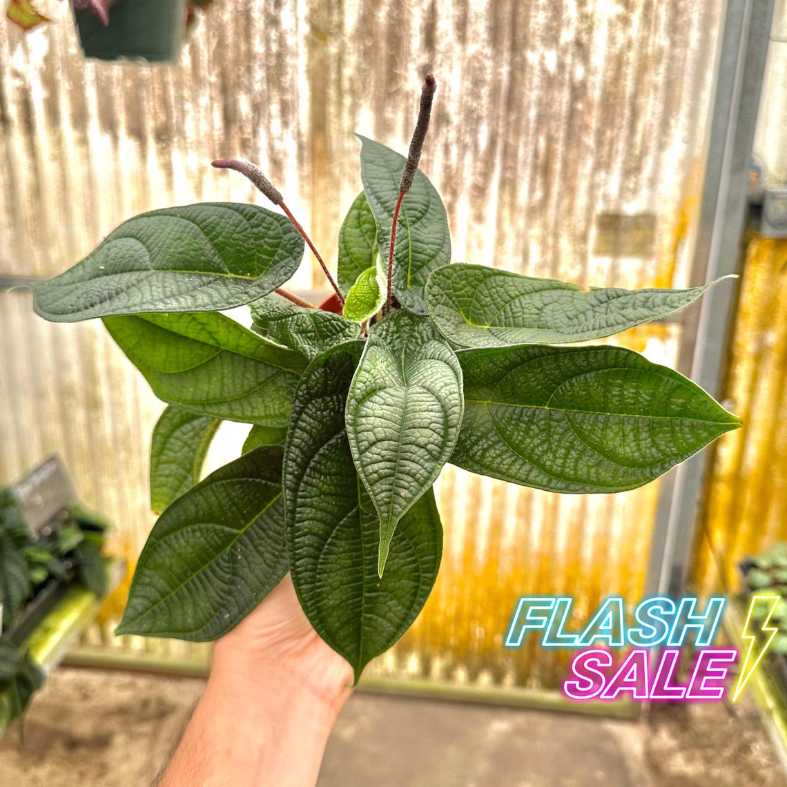 Piper Parmatum Live Plant | Piper Peperomia Pet Safe House Plants ...