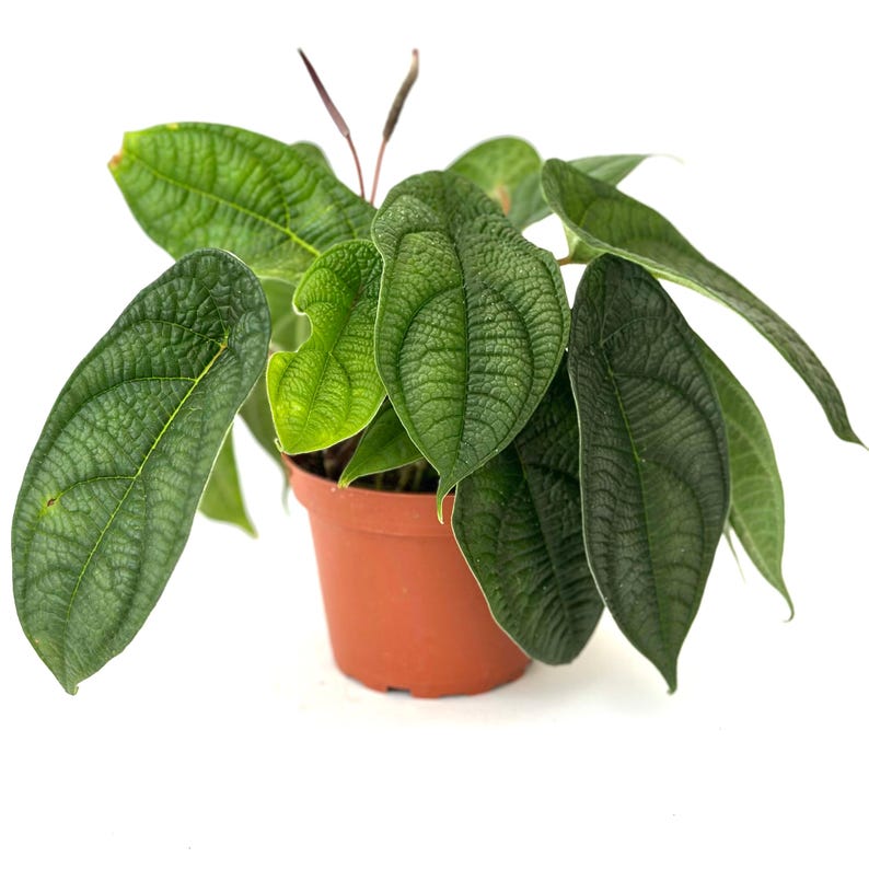 Piper Parmatum Live Plant | Piper Peperomia Pet Safe House Plants ...