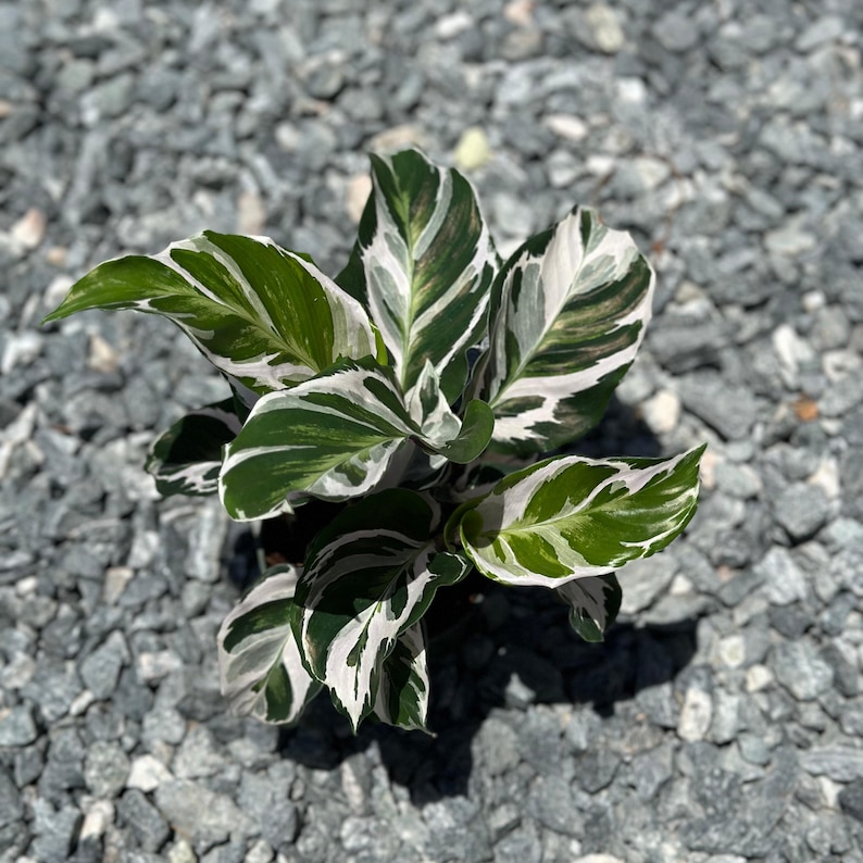 Calathea Stella Plant Live | Stella Calathea House Plants | Rooted ...