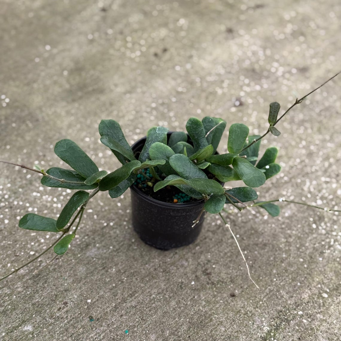 Hoya Rotundiflora Live Plant | Hoya Cuttings House Plants | Indoor ...